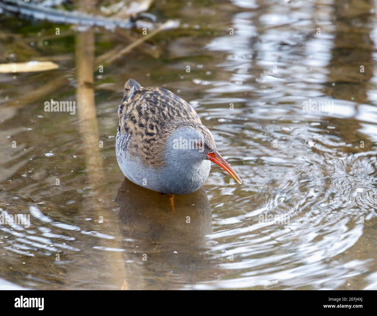 Water Rail (Rallus aquaticus Stock Photo - Alamy