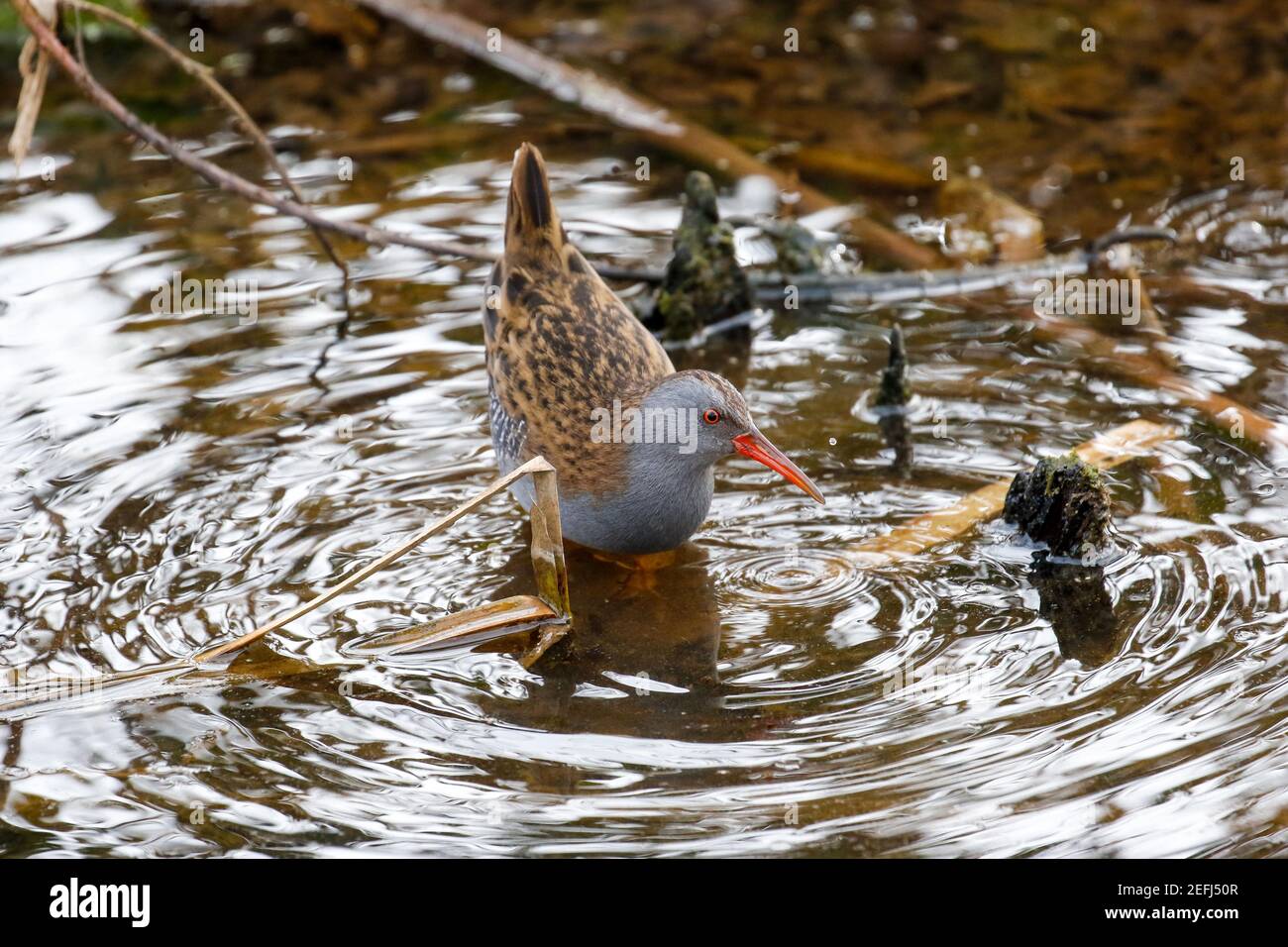 Water Rail (Rallus aquaticus Stock Photo - Alamy