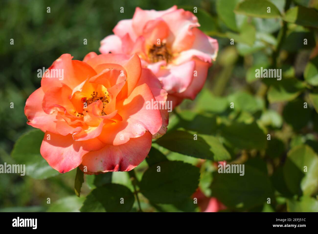 Beautiful rose and orange roses in garden. Blooming roses. Orange roses ...