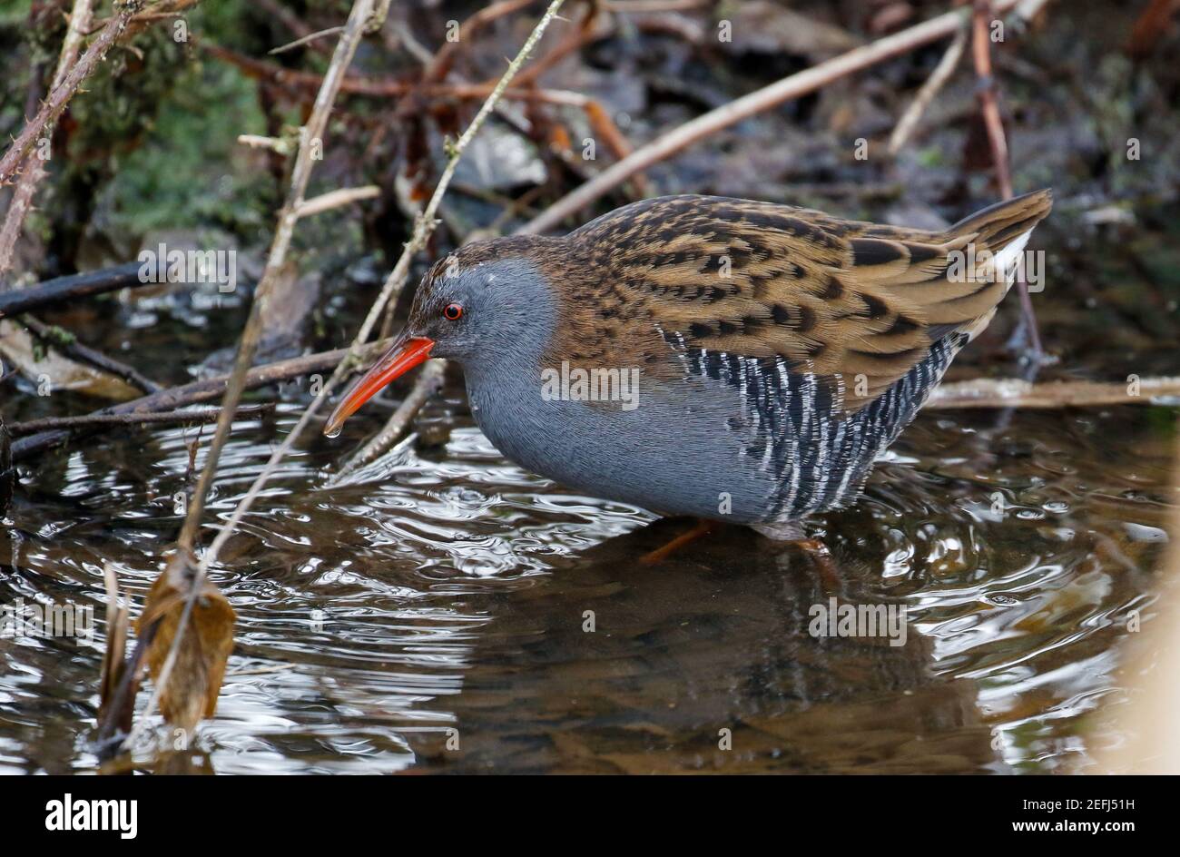 Water Rail (Rallus aquaticus Stock Photo - Alamy