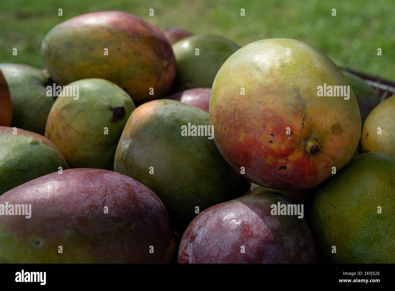 mango variant, tropical fruit of natural and wild production Stock ...