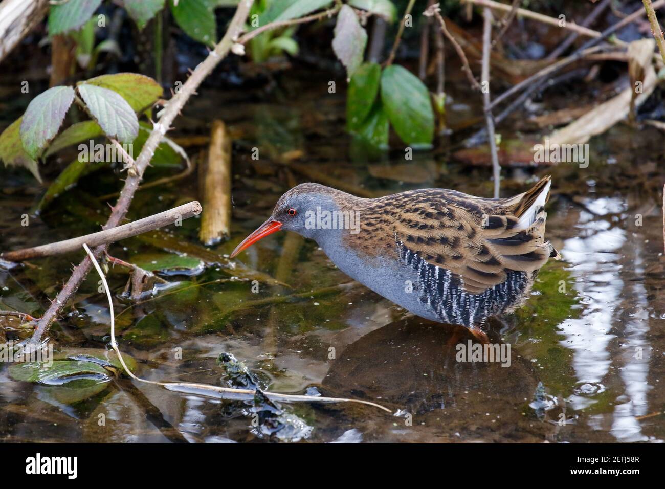 Water Rail (Rallus aquaticus Stock Photo - Alamy