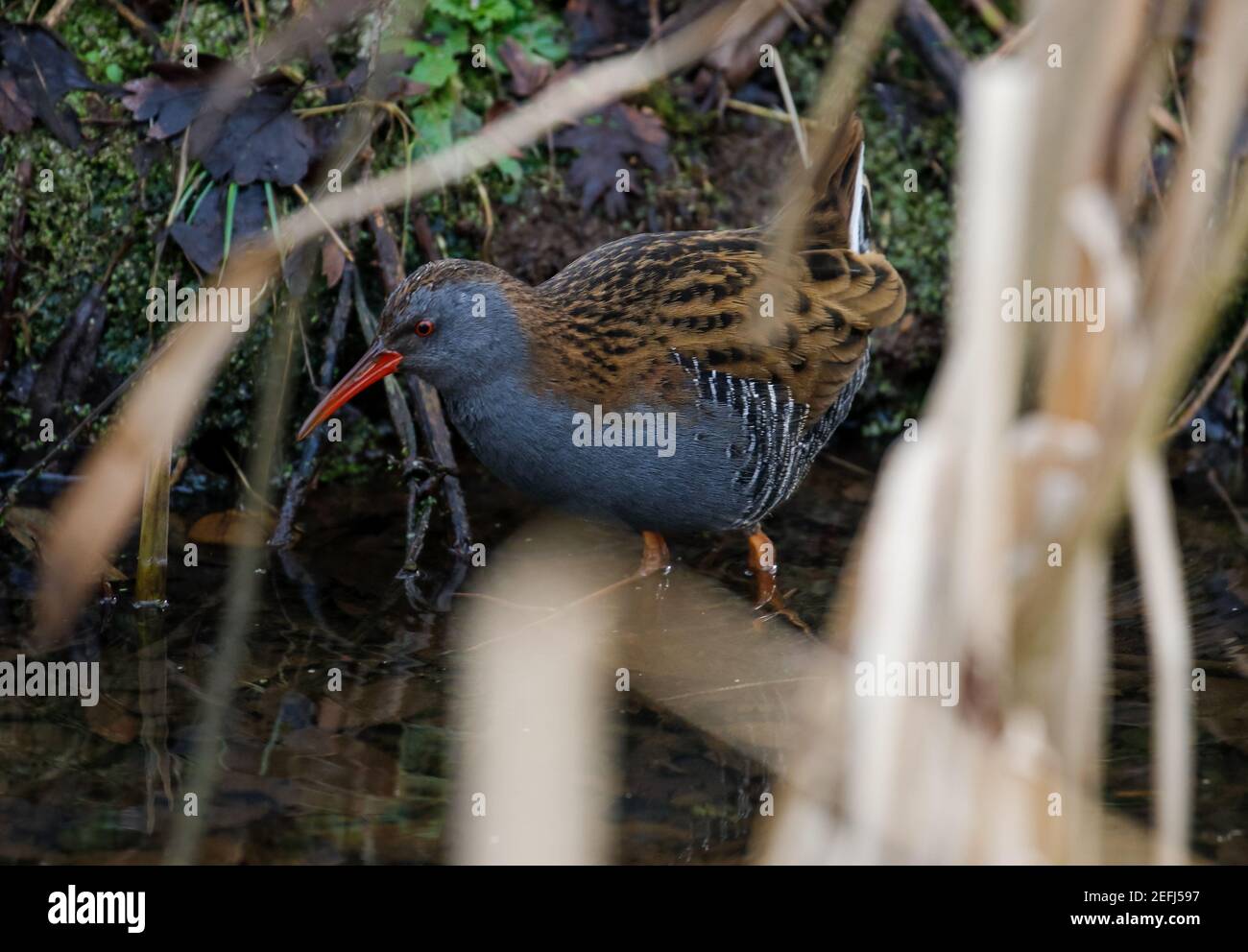 Water Rail (Rallus aquaticus Stock Photo - Alamy