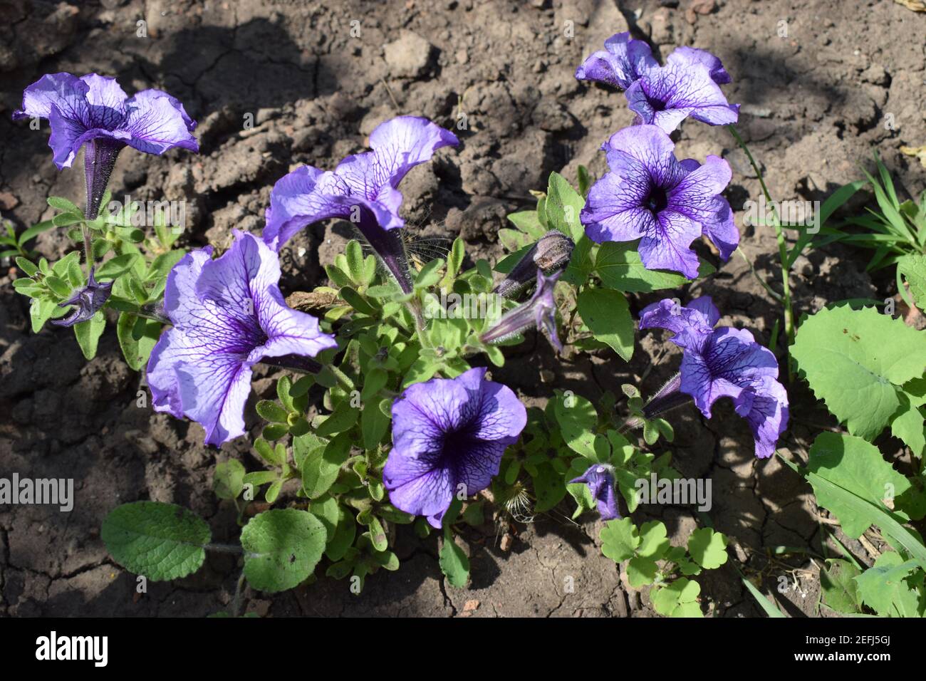 Petunia large-flowered Limbo Blue Veined. Flower of a petunia one-year ...