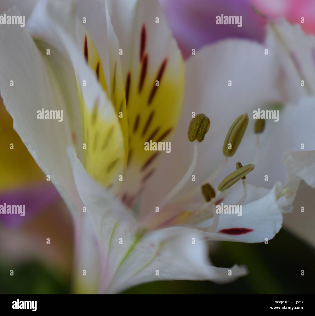 Blooming White Peruvian Lily, Alstroemeria Flowers. Heart of Peruvian ...