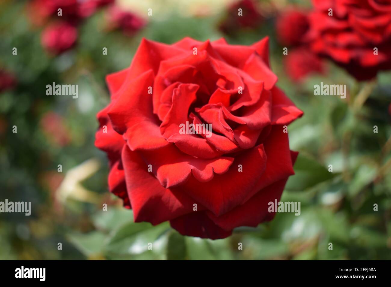 Big red rose close up. Deep Red color. Big beautiful red rose flower ...