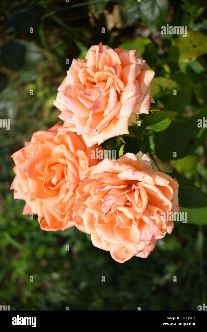 Beautiful rose and orange roses in garden. Blooming roses. Orange roses ...