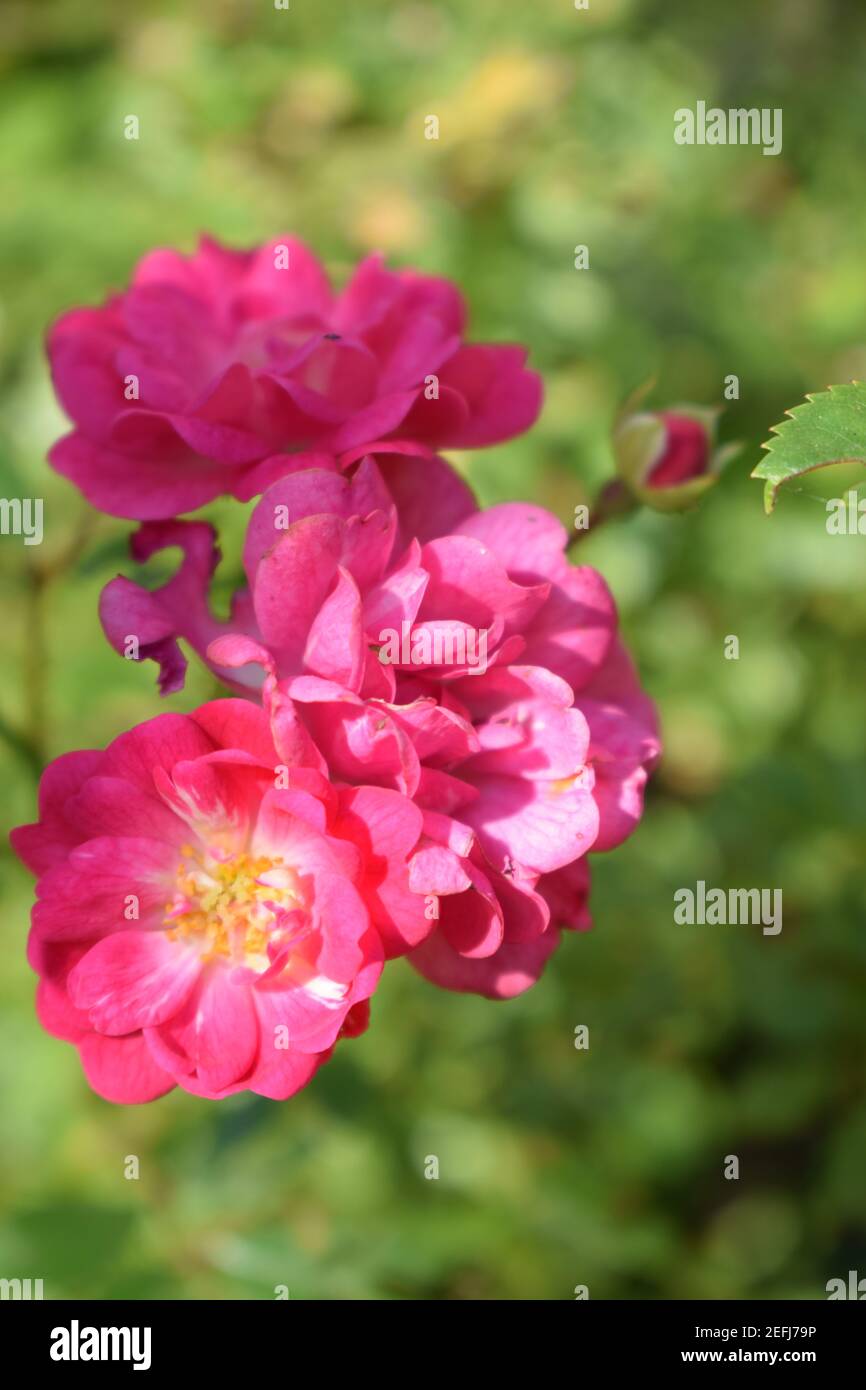 Pink Rose Garden. A bush of flowering pink roses. Natural background ...