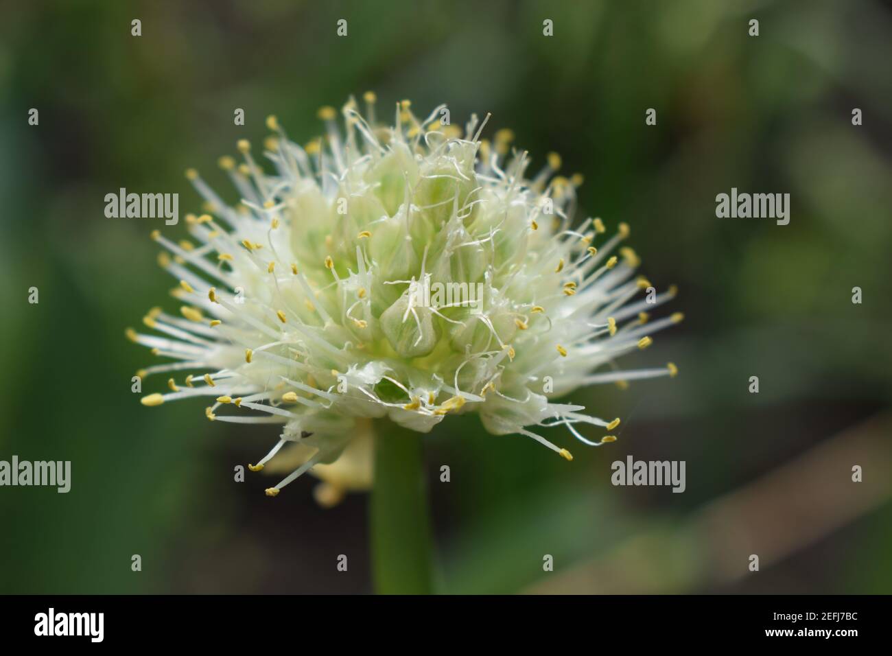 Allium polyanthum onions hi-res stock photography and images - Alamy