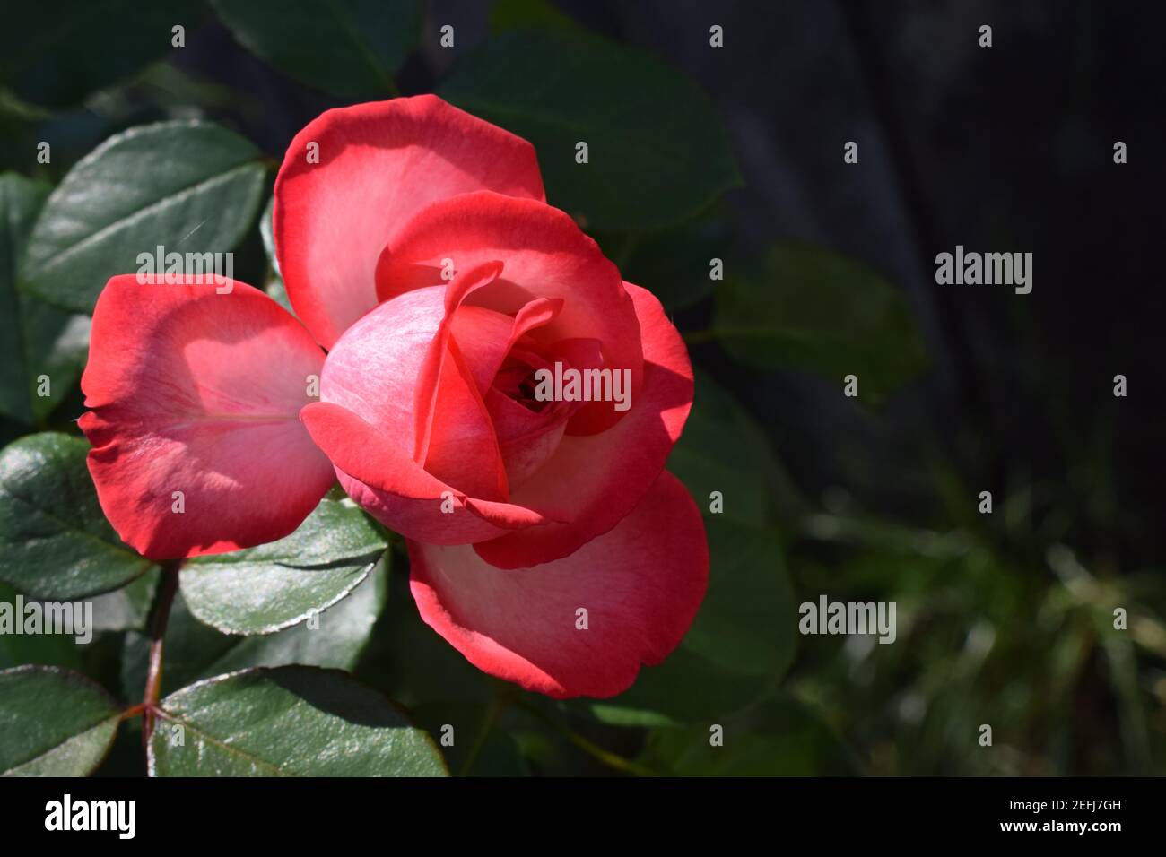Beautiful red and white rose Bush in the summer garden Stock Photo - Alamy