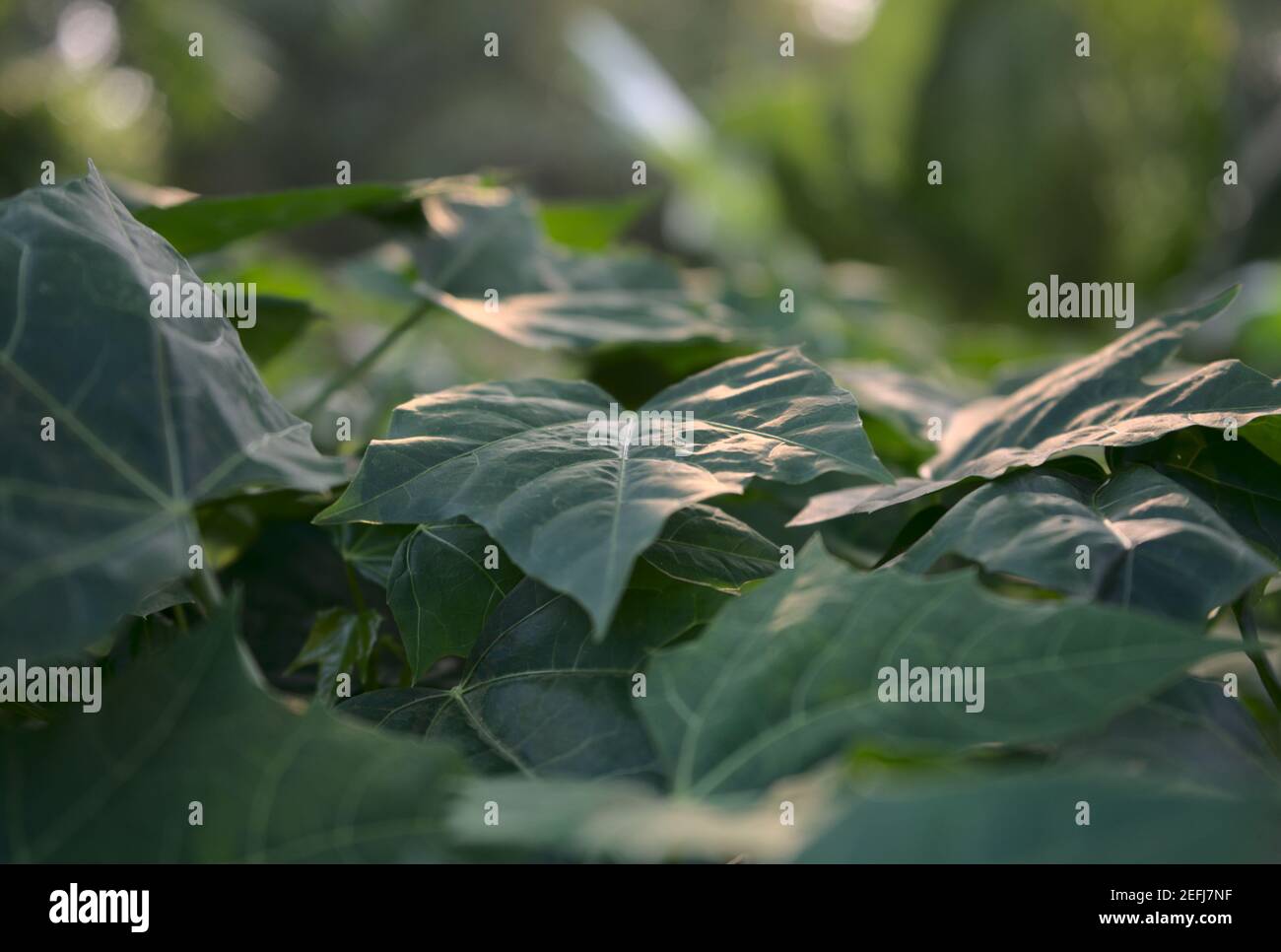 Natural leaves texture hi-res stock photography and images - Alamy