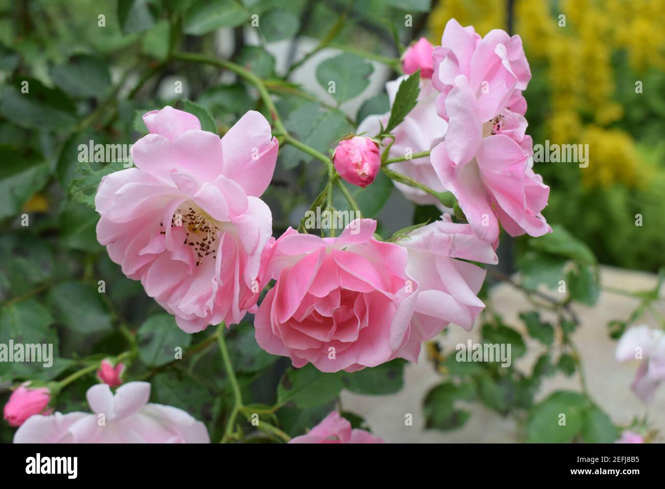 Colorful, beautiful, delicate rose in the garden. Pink roses in the ...