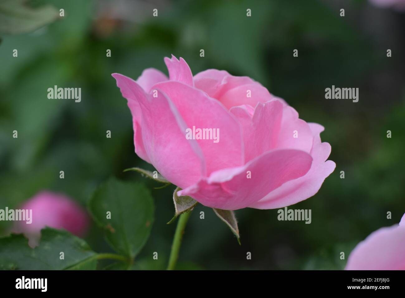 Colorful, beautiful, delicate rose in the garden. Pink roses in the ...