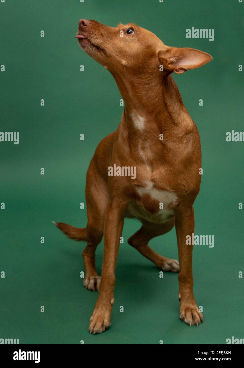 Rescued Podenco Andaluz Spanish Hunting Dog Portrait Stock Photo - Alamy