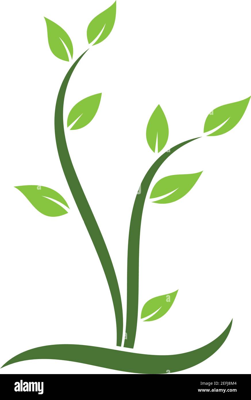 Caladium houseplant Stock Vector Images - Alamy