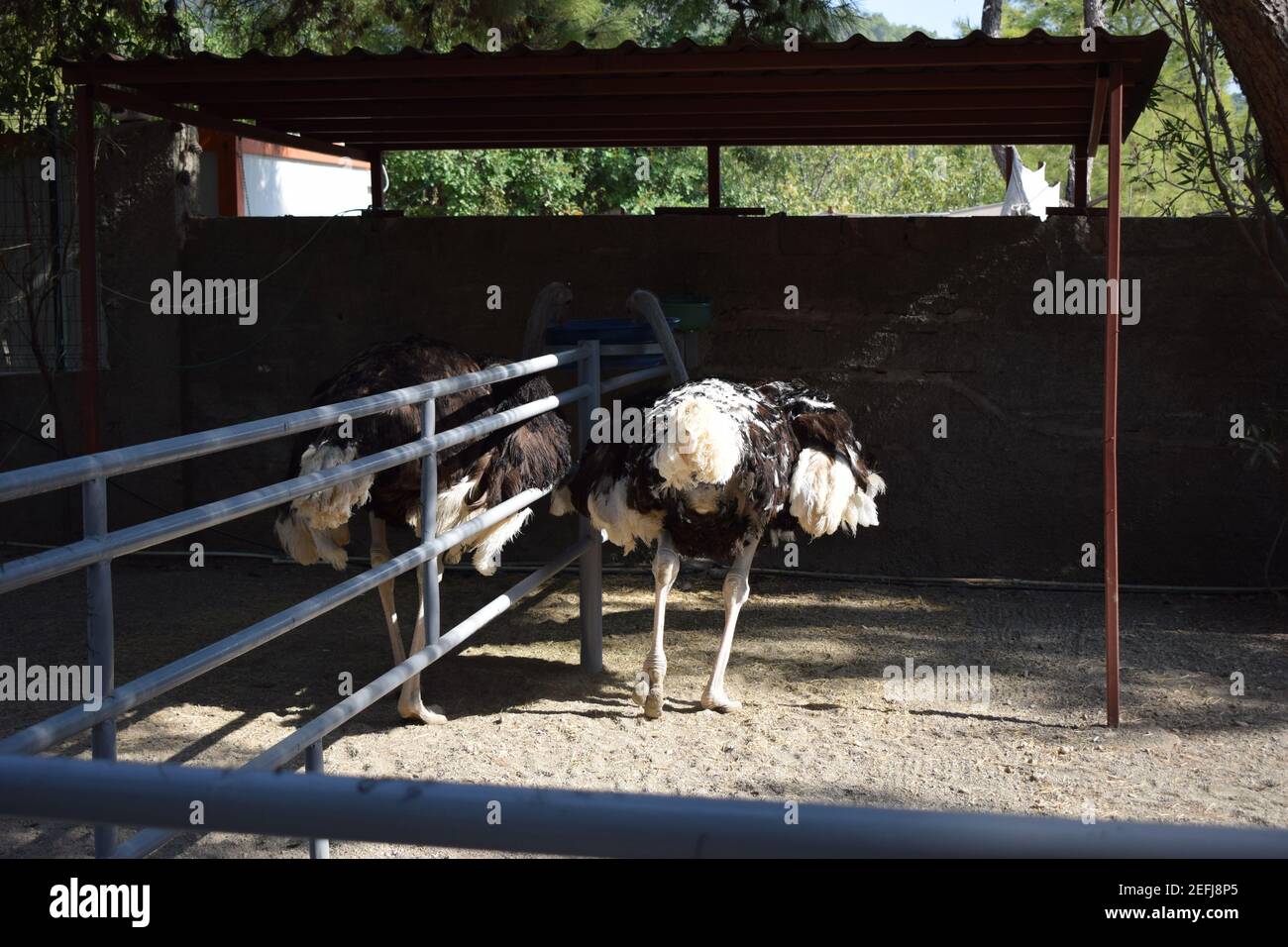 Two Big ostrich in a cage and greenery behind him on a summer day. A ...
