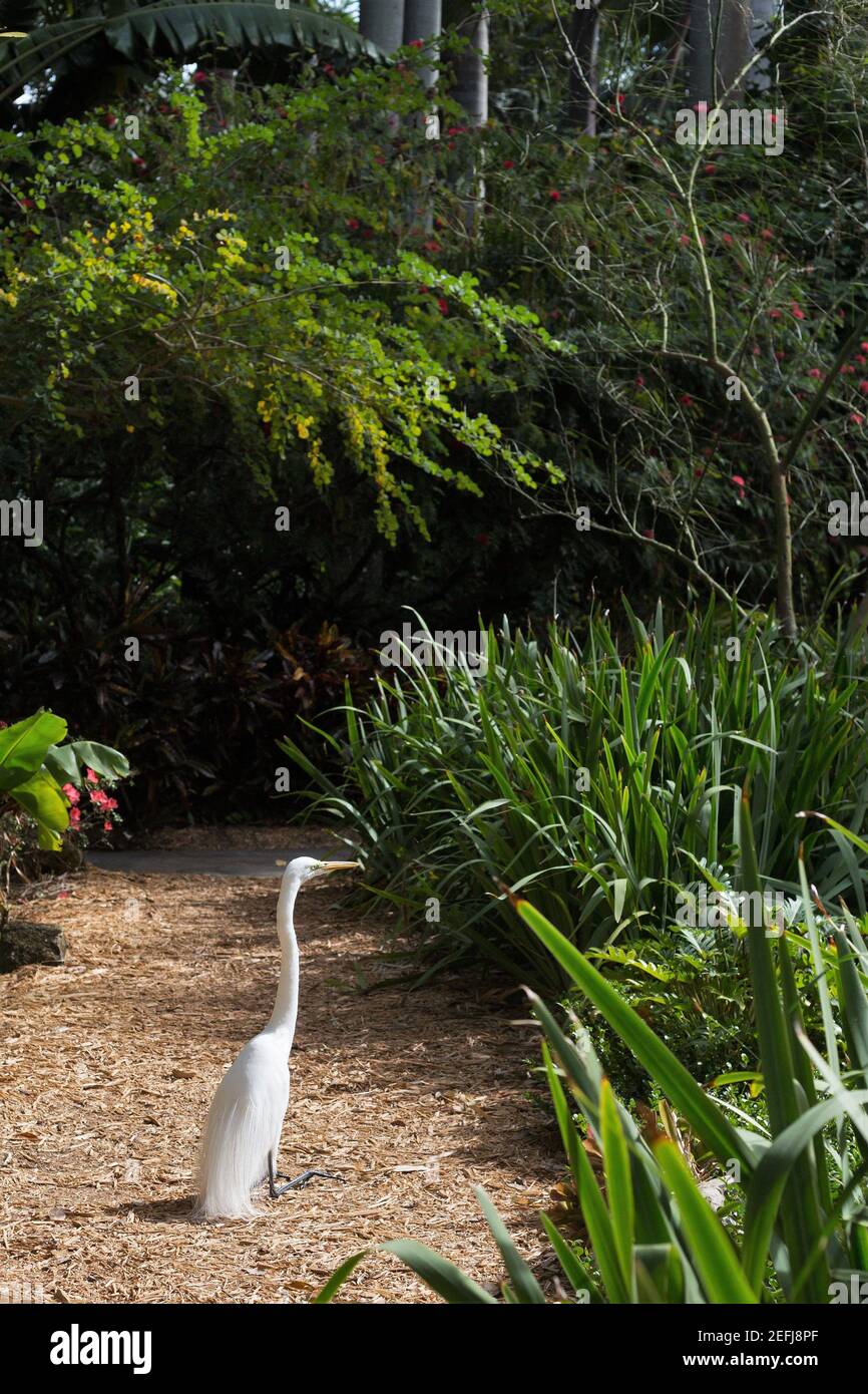 A great egret sitting in a garden Stock Photo - Alamy