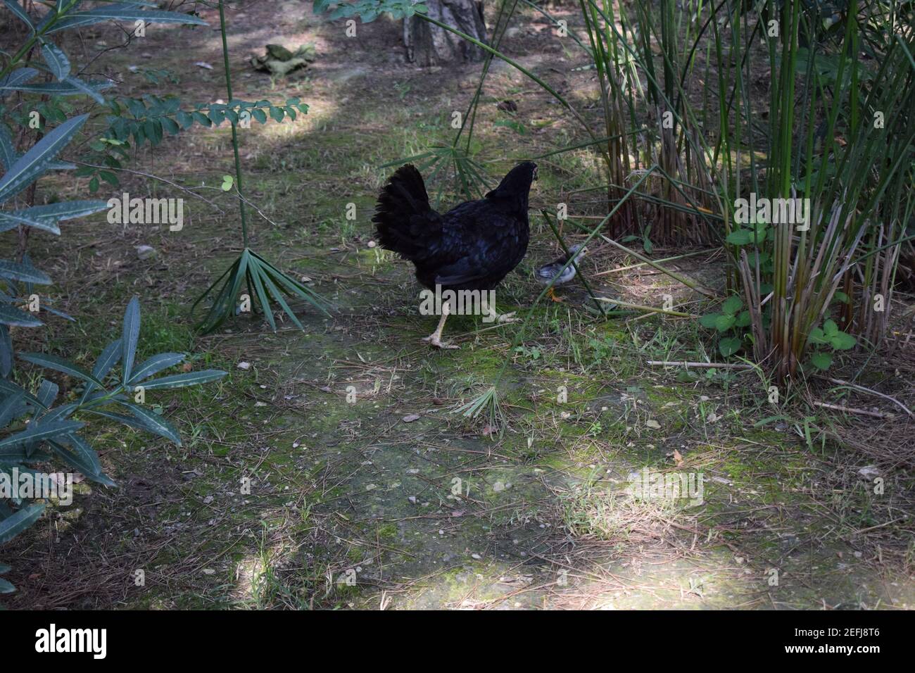 Hens on a traditional free range poultry organic farm grazing on the ...
