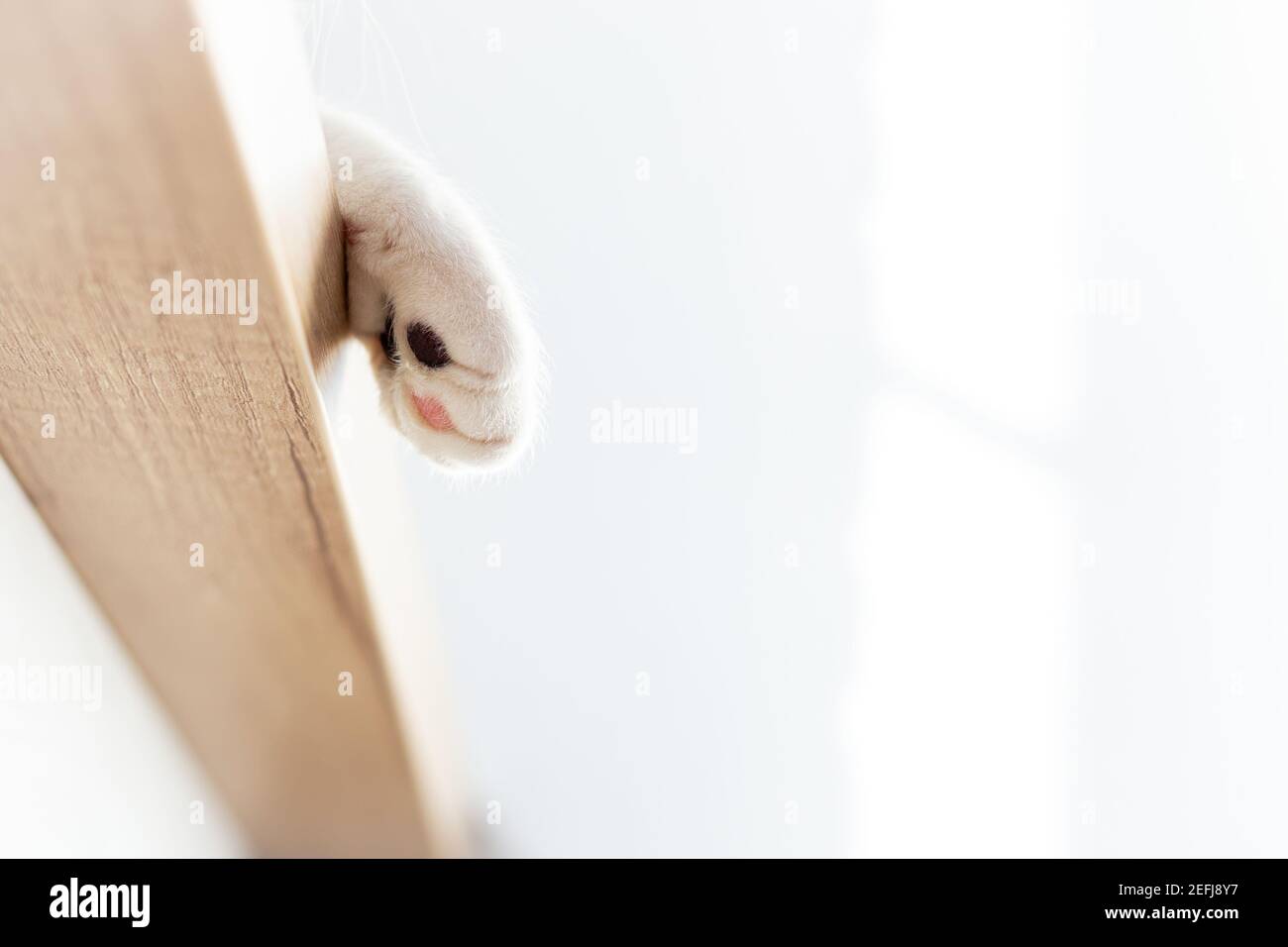 Hanging with paw hi-res stock photography and images - Alamy