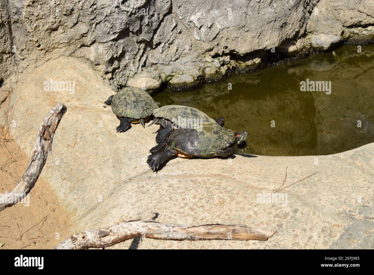 Turtles taking a sunbath on rock near pond. Group turtles in the sun on ...