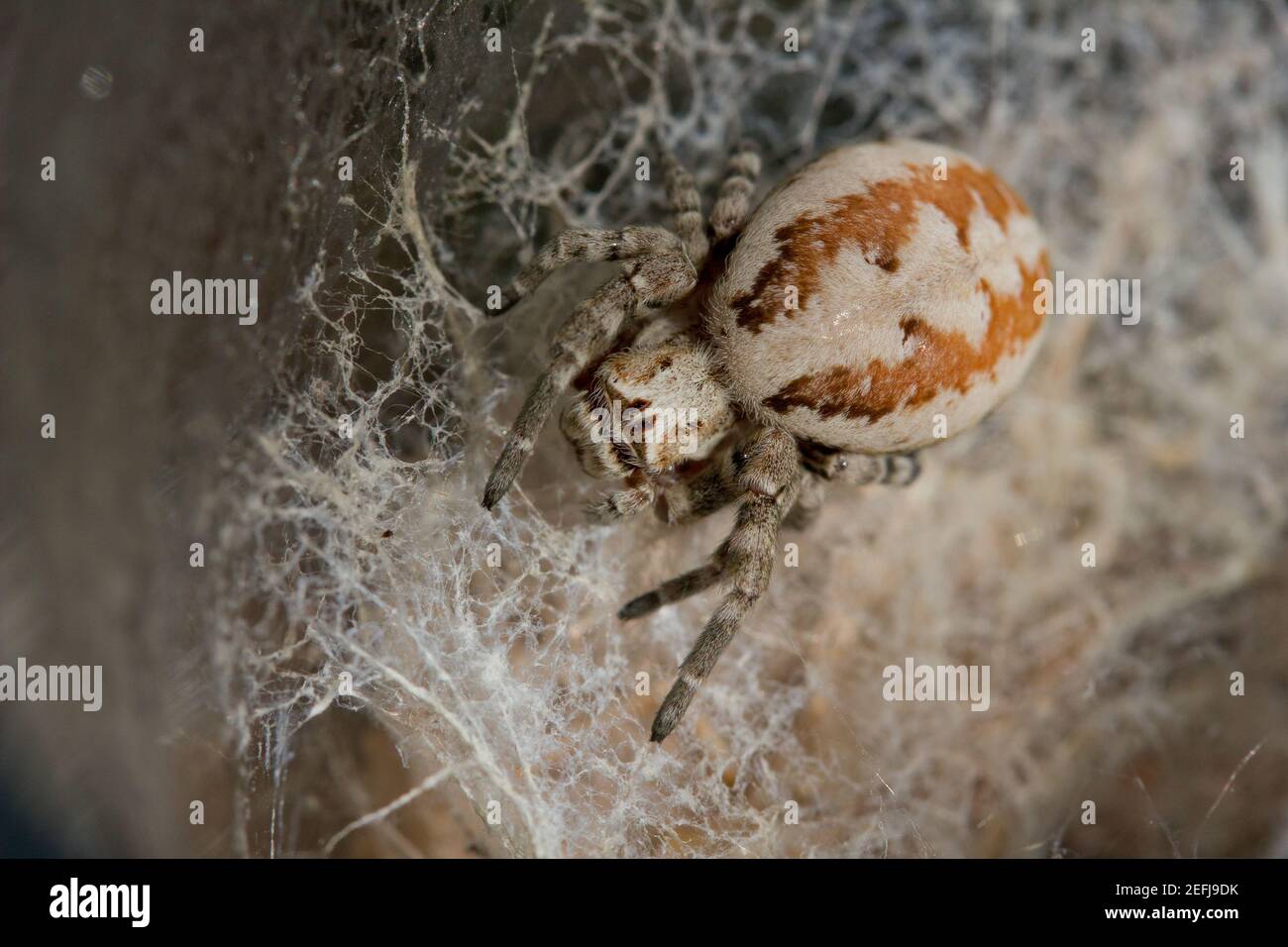 African social spider hi-res stock photography and images - Alamy