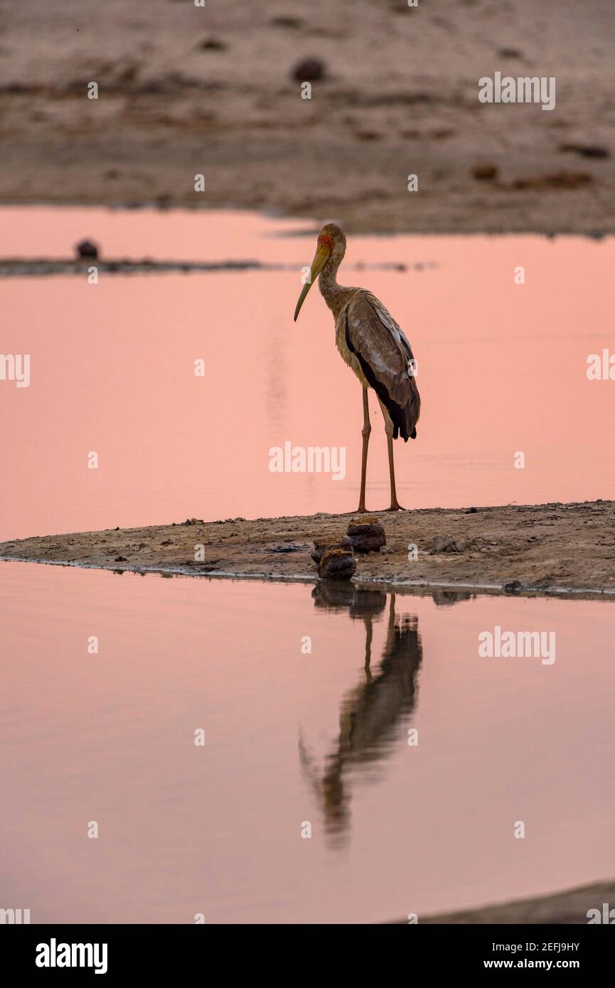 Yellow billed stork waterhole hi-res stock photography and images - Alamy