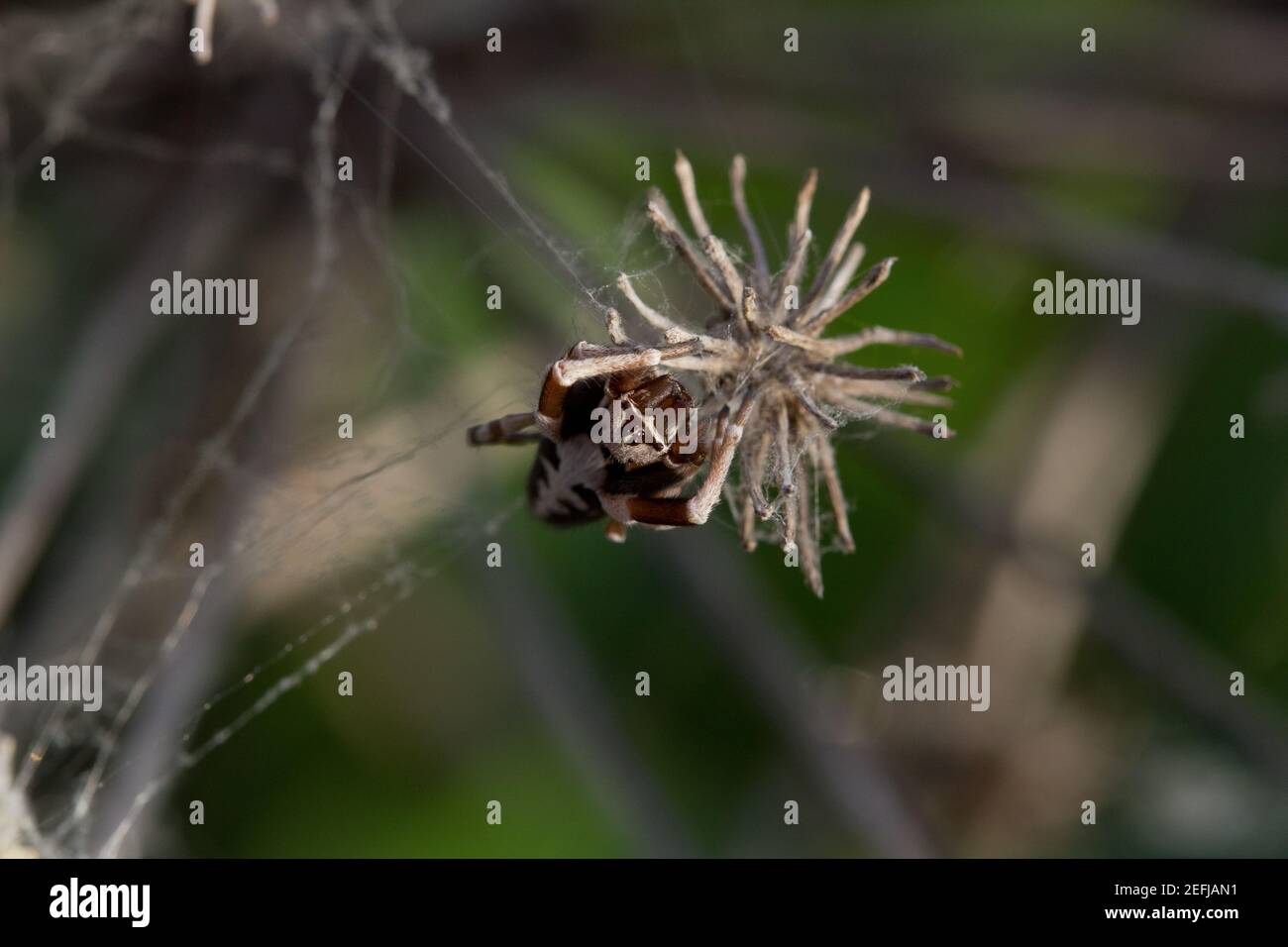 Social velvet spider (Stegodyphus dufouri Stock Photo - Alamy