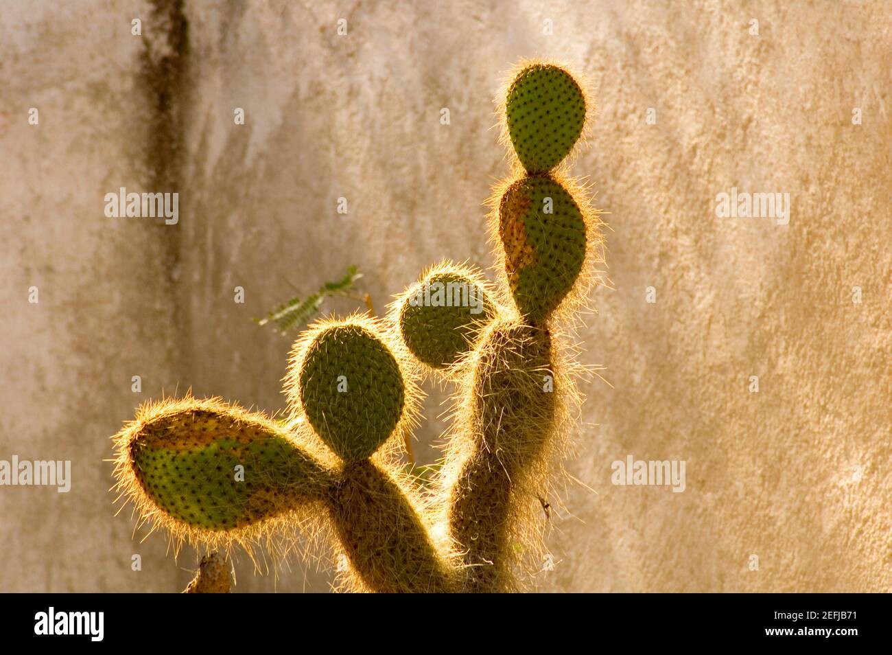 Close-up of a hairy cactus Stock Photo - Alamy