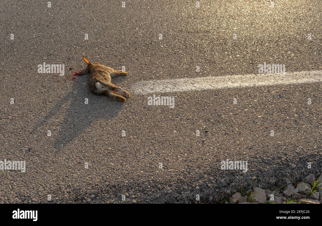 Rabbit accident hi-res stock photography and images - Alamy