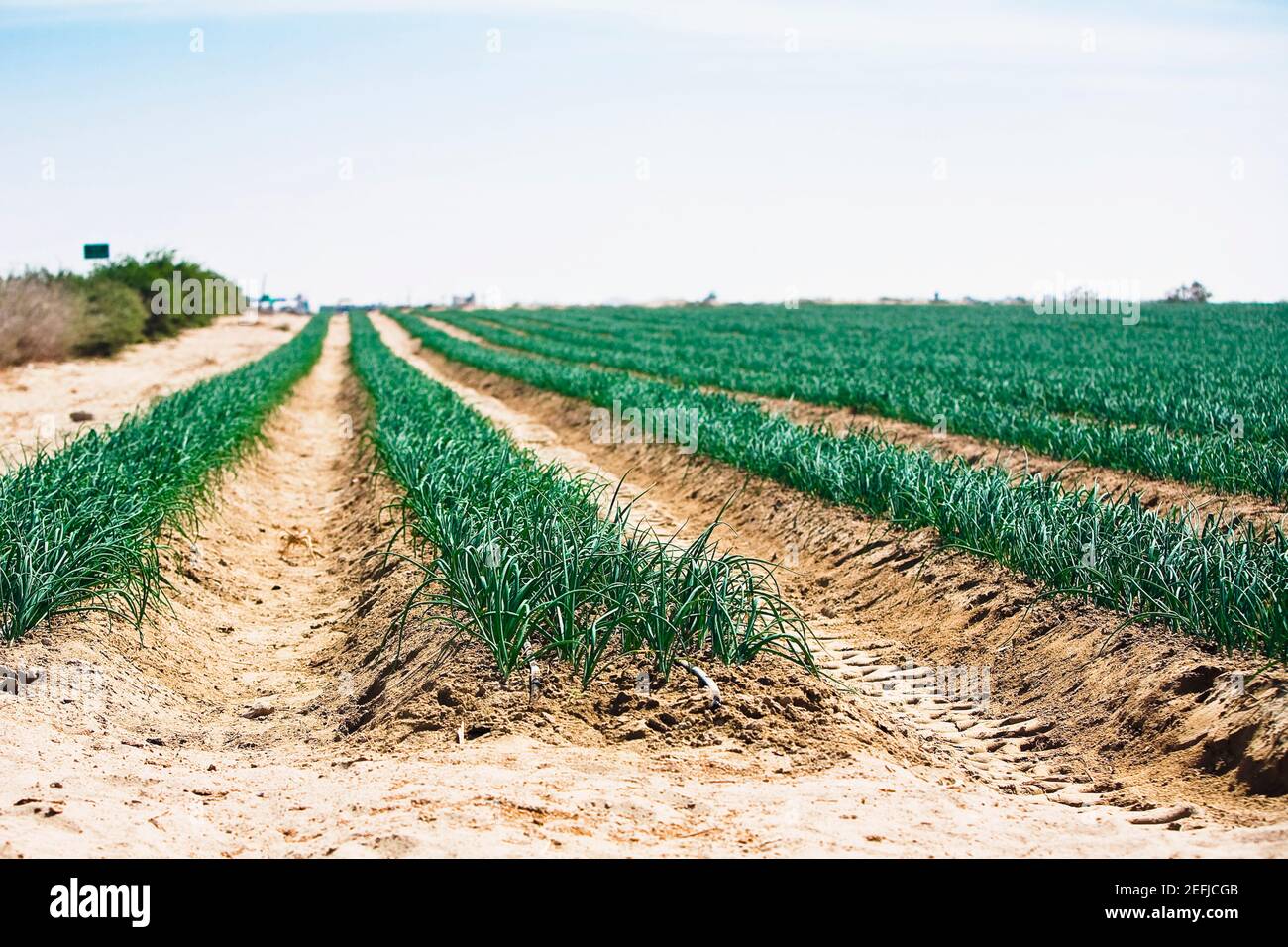 Onion crop in a field, Peru Stock Photo - Alamy