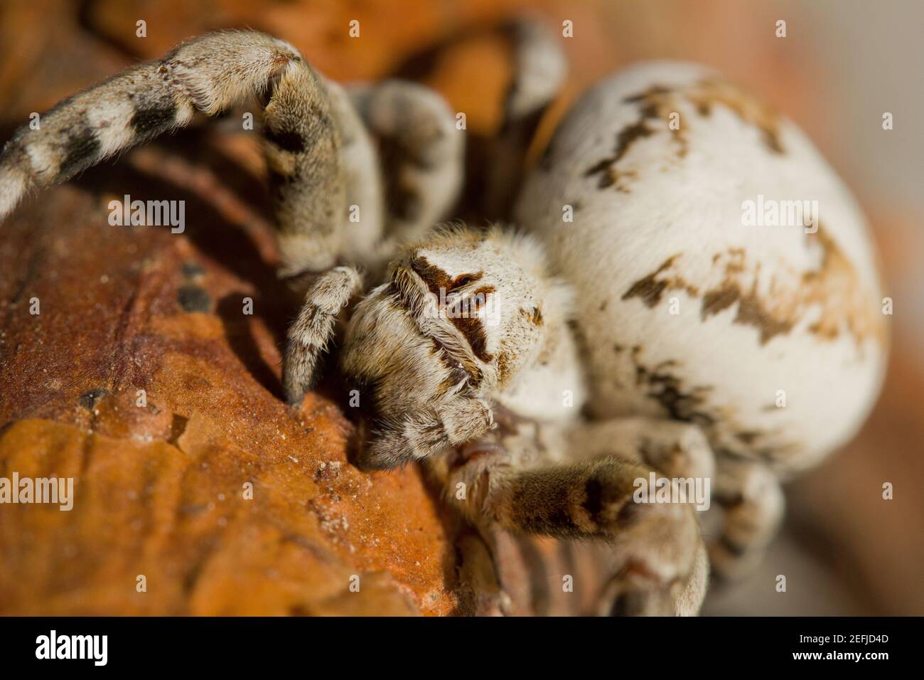 African social spider hi-res stock photography and images - Alamy