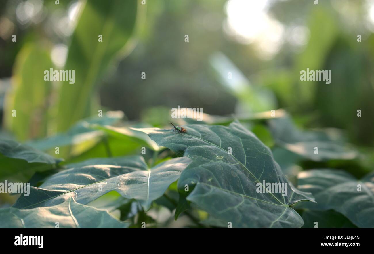 A bug, insect with natural leaves texture abstract background. Green ...