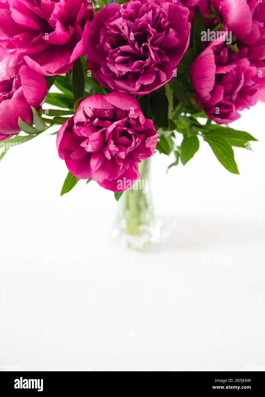 Red peonies in vase on white background a Stock Photo - Alamy