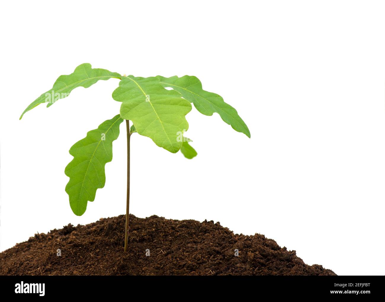 Young oak tree hi-res stock photography and images - Alamy