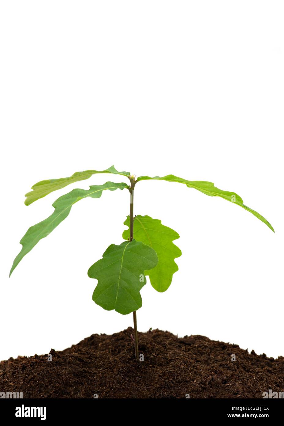 young tree saplings growing in compost on a white isolated background ...