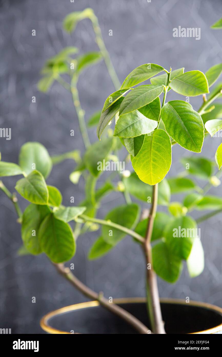 Housplant lemon tree in flower pot lit by the sun on gray background ...