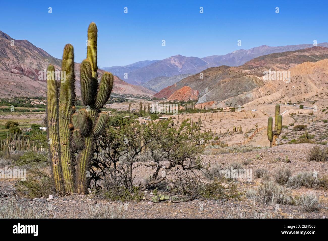 Flora de argentina hi-res stock photography and images - Alamy