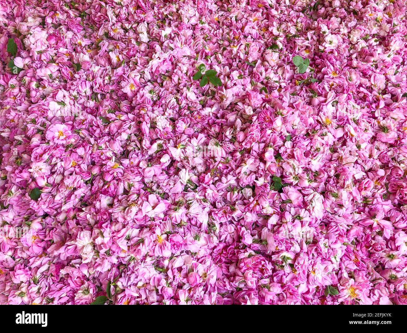 closeup pile of pink edible rose flowers as a background Stock Photo ...