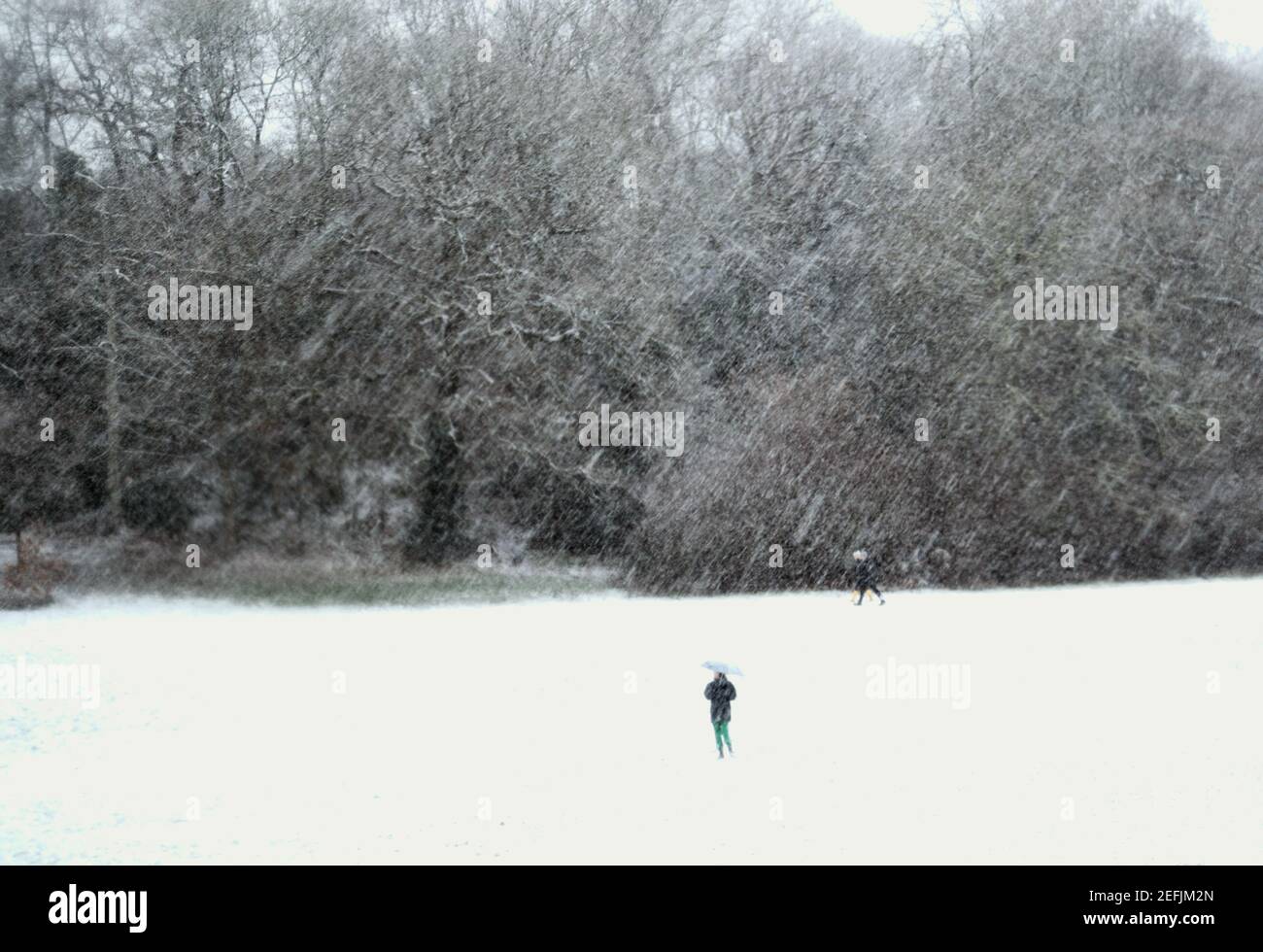Public brave winter snow shower in woodlands in South London England ...