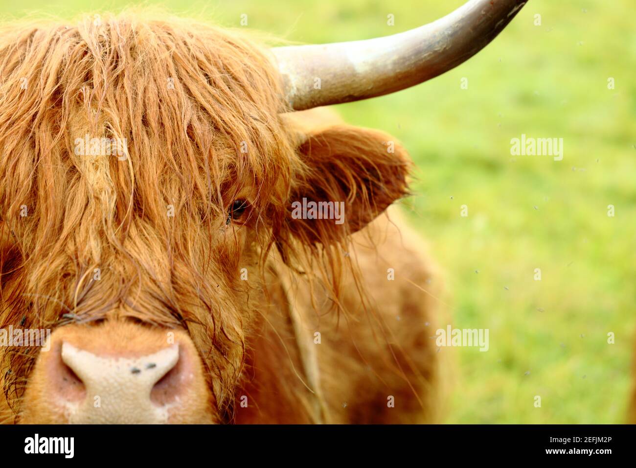 Cattle portrait hi-res stock photography and images - Alamy