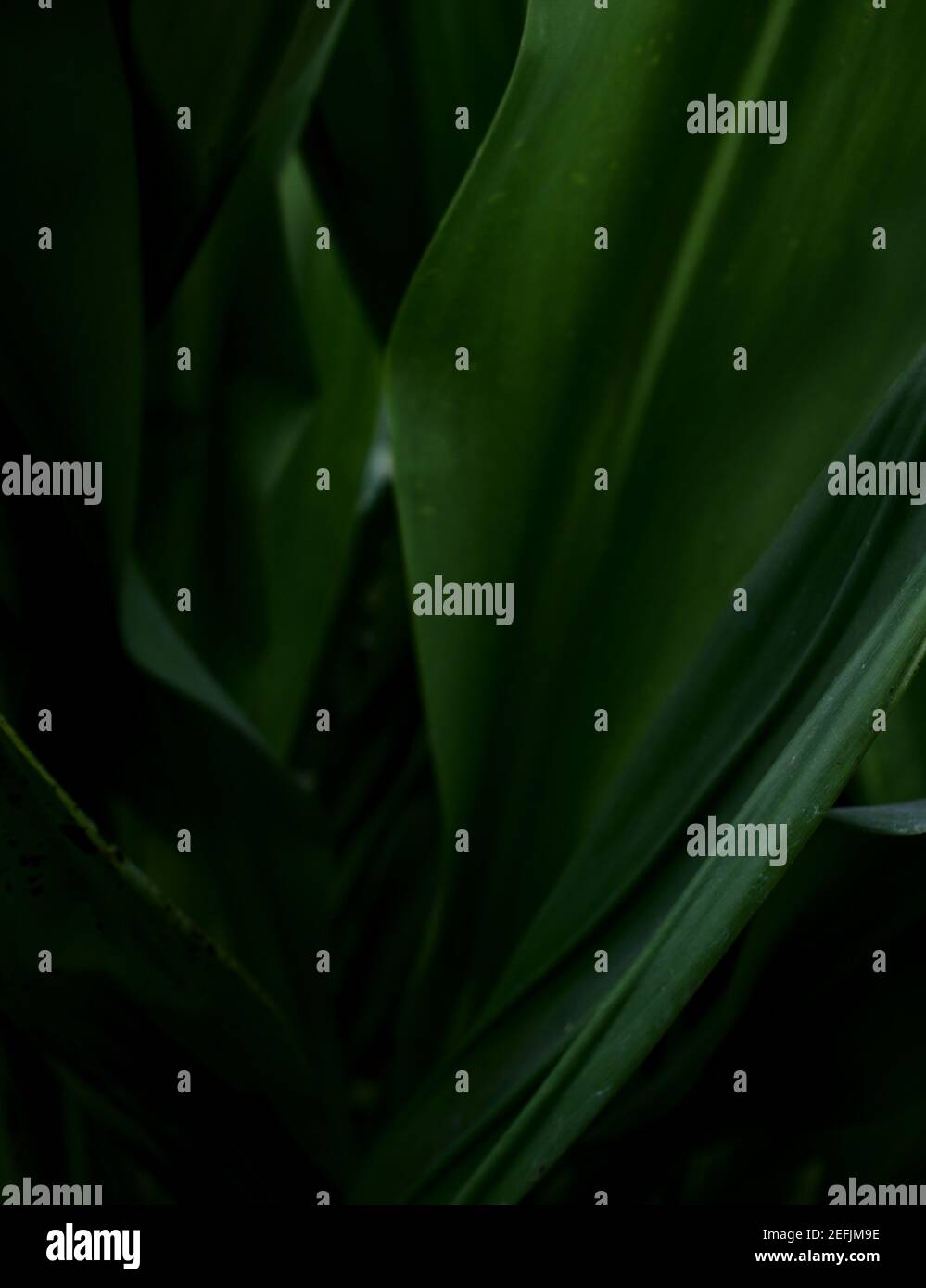 Dark shade green leaves, foliages, plant natural abstract background ...