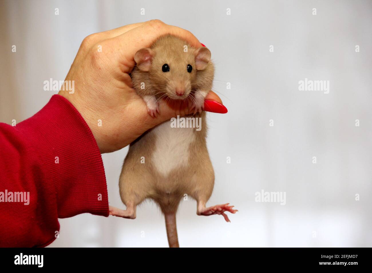 The female hand up holds a house rat. Little white rat in a woman's ...