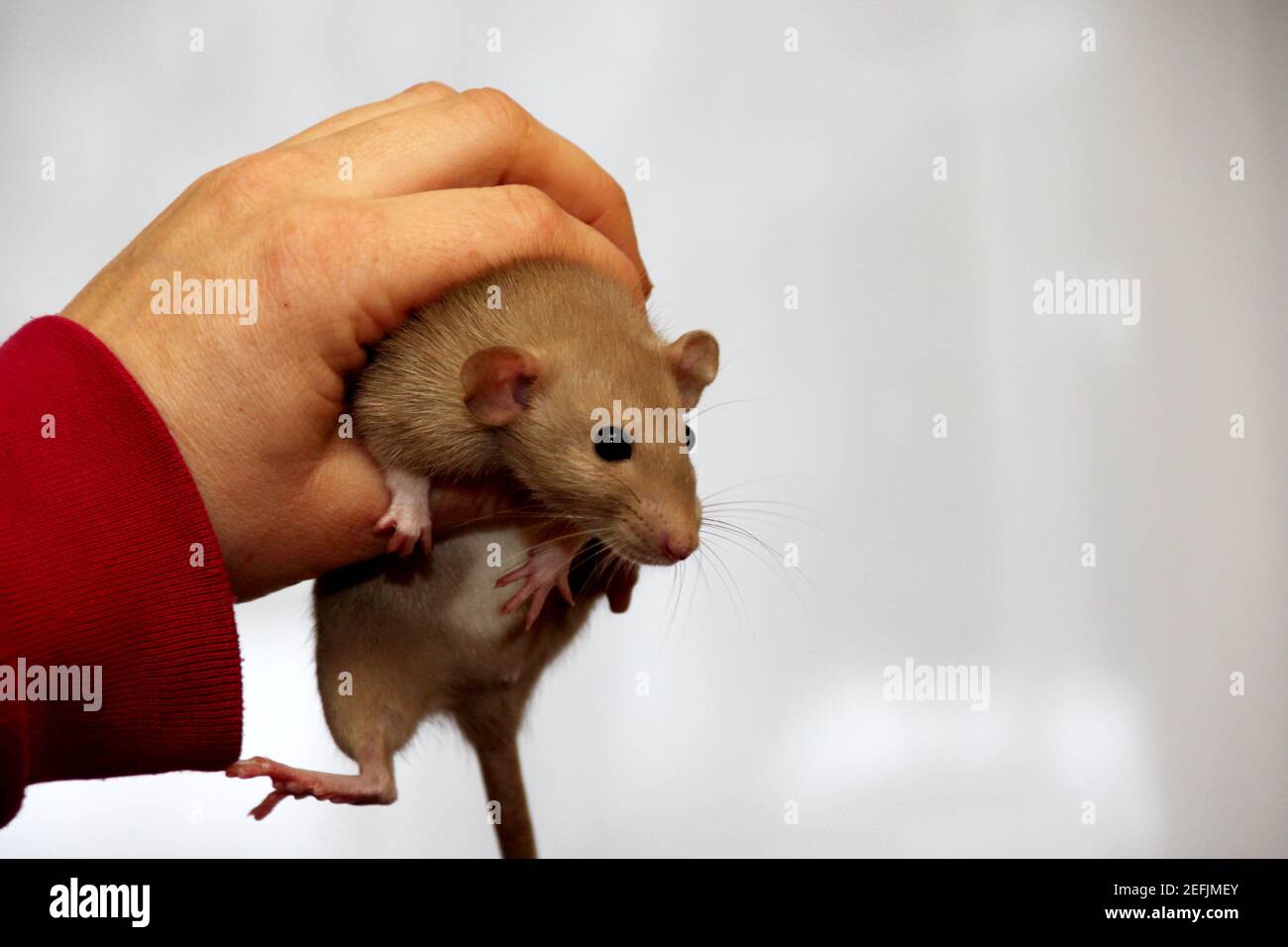 The female hand up holds a house rat. Little white rat in a woman's ...