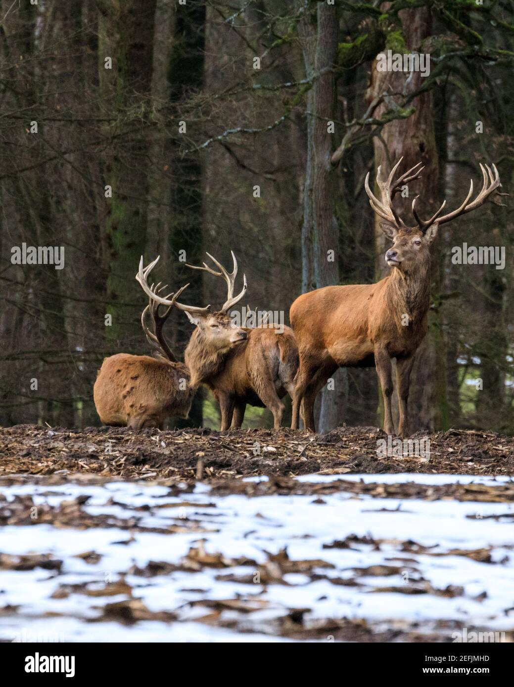 Forest landscape with stags hi-res stock photography and images - Alamy
