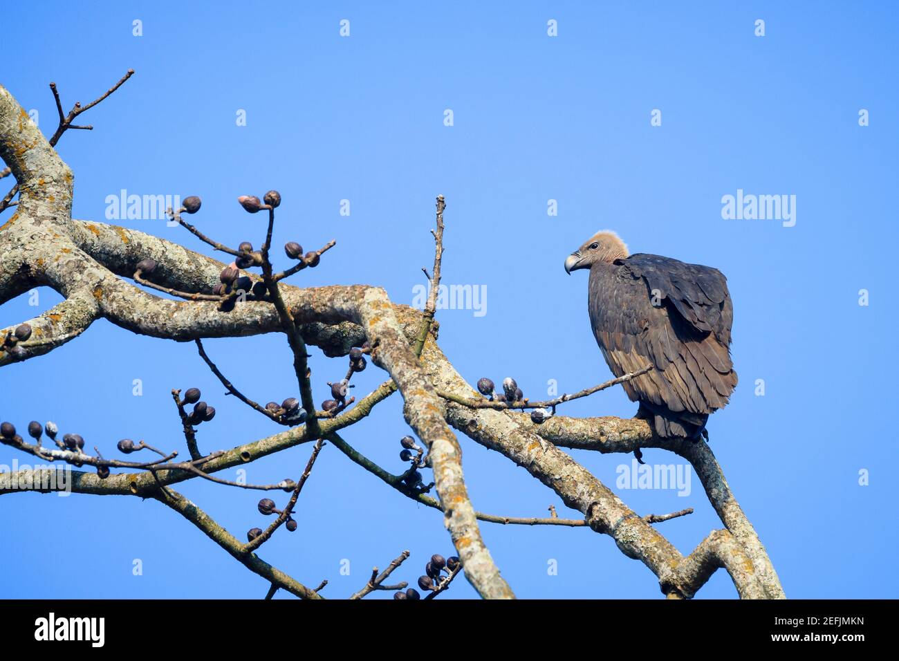 Indian white rumped vultures gyps bengalensis hi-res stock photography ...