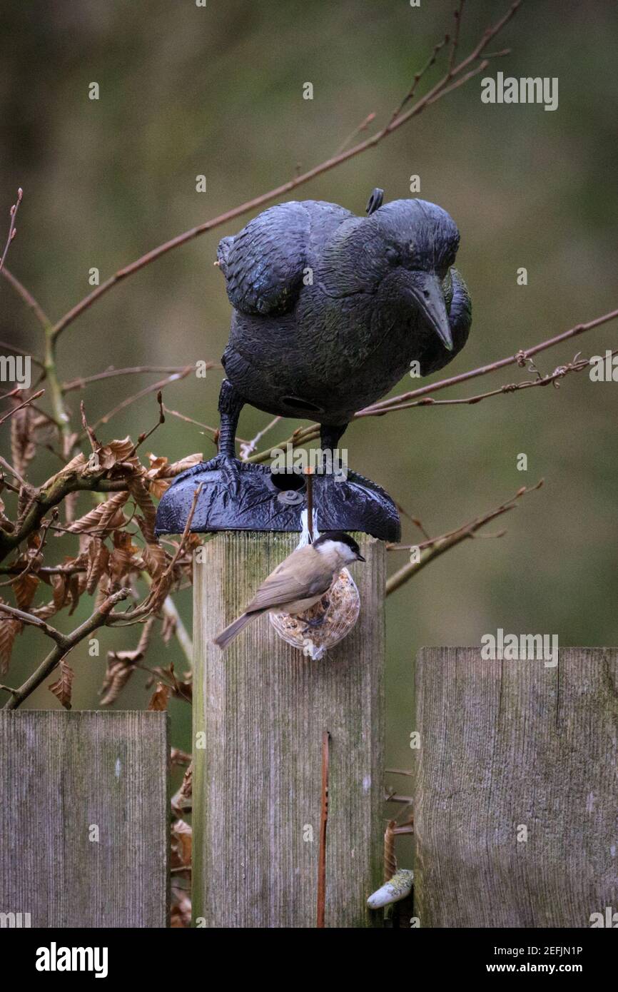 Dülmen, NRW, Germany, 17th Feb 2021. A little marsh tit (Poecile ...