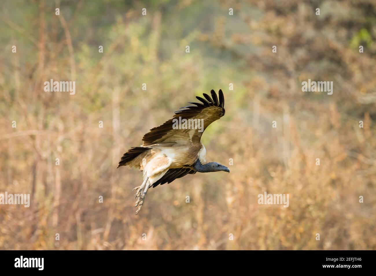 Slender-billed Vulture (Gyps tenuirostris) in flight after feeding on ...