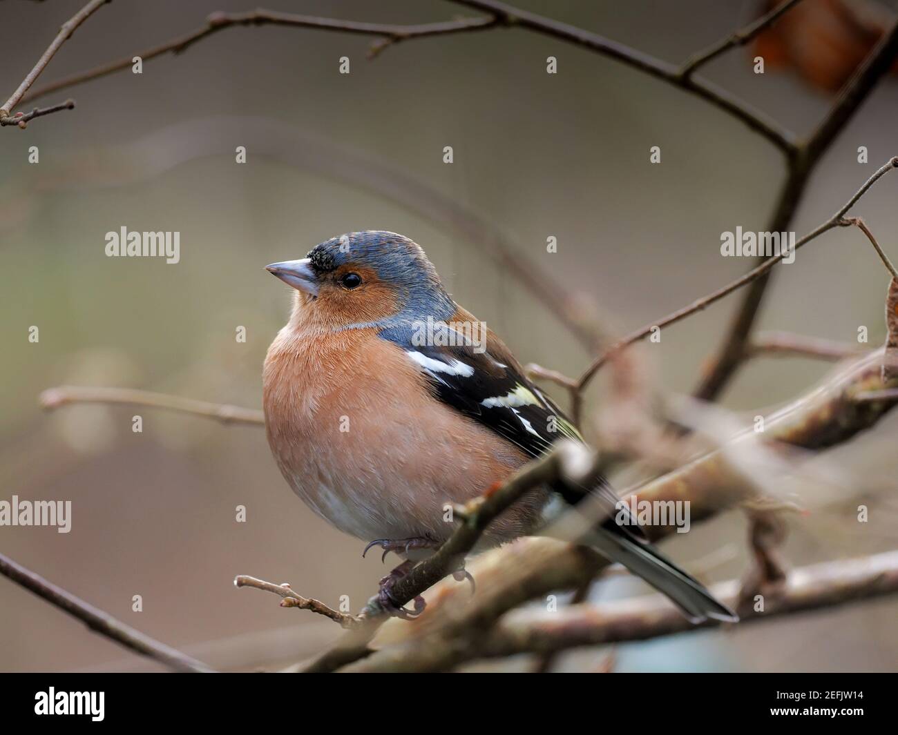 Finch singing uk hi-res stock photography and images - Alamy