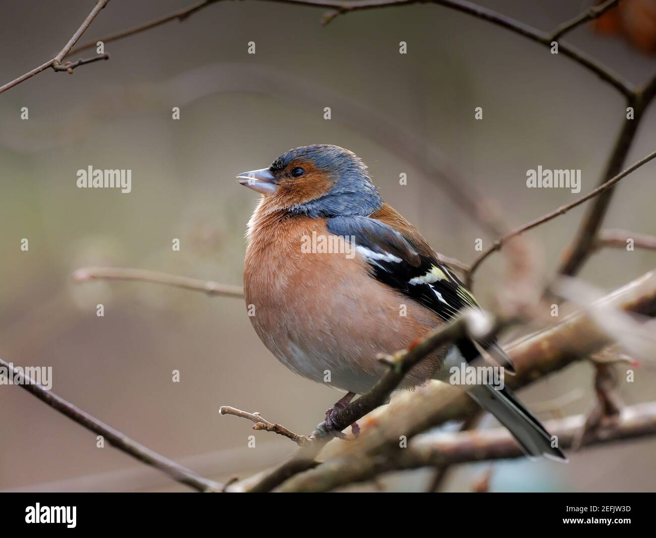 Chaffinch uk calling hi-res stock photography and images - Alamy