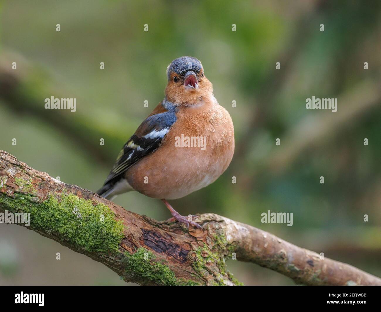 Chaffinch uk calling hi-res stock photography and images - Alamy